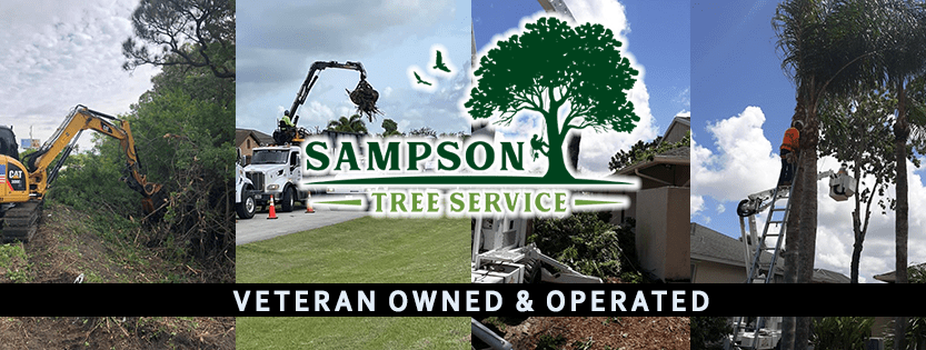 Professional Tree Trimming & Tree Pruning Services